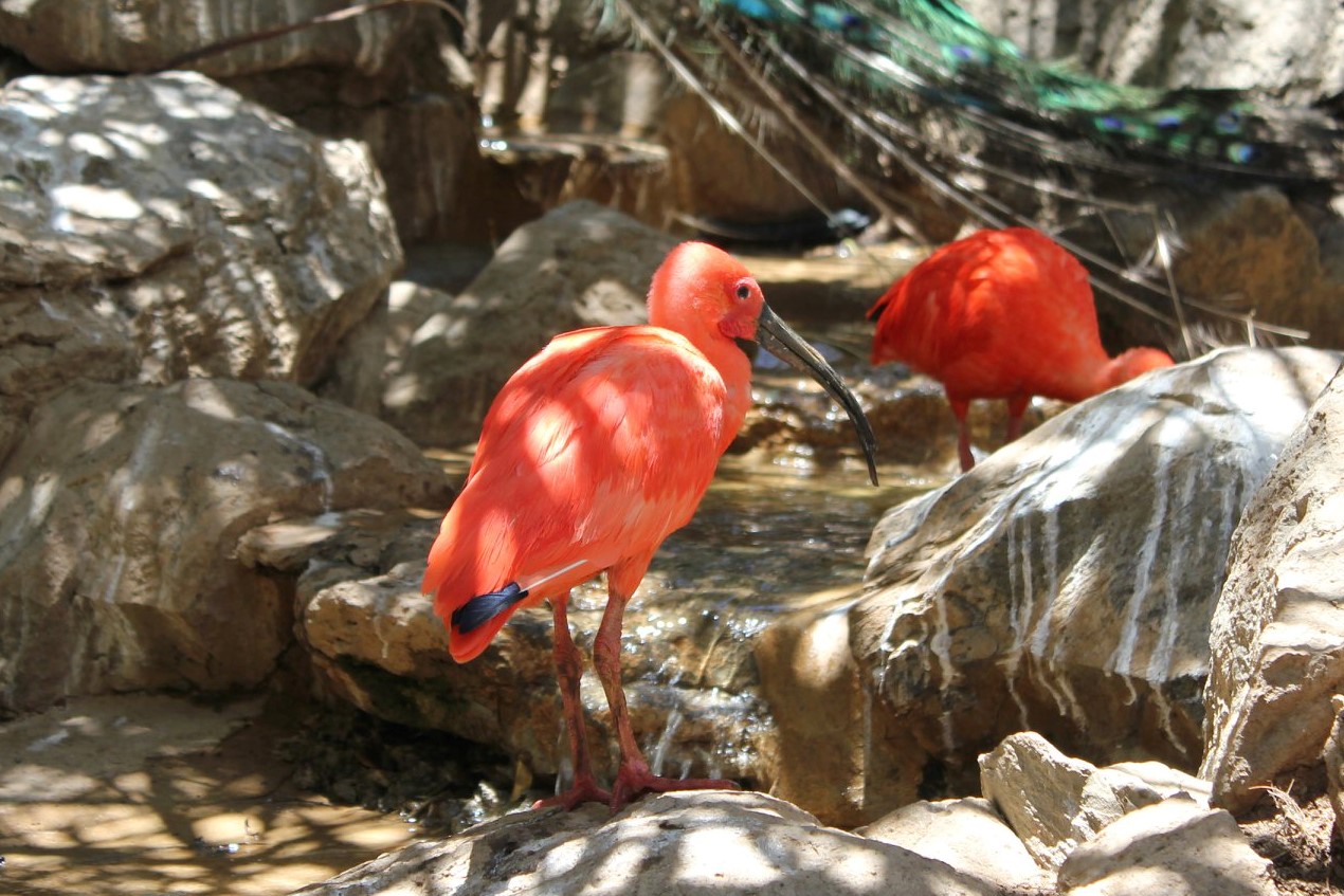 Ibis escarlata - Palmitos Park