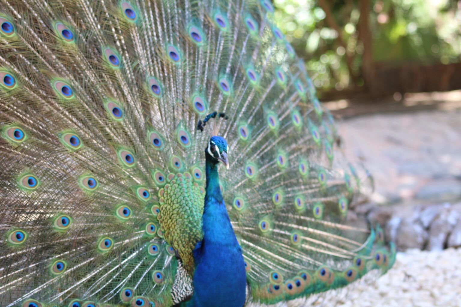 Pavo real - Palmitos Park