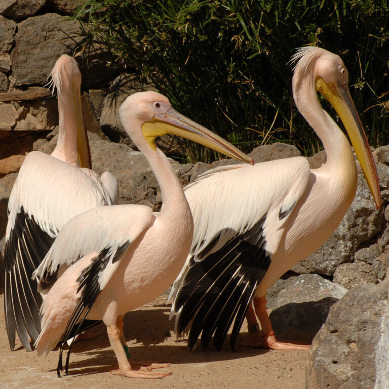 Pelícano común - Palmitos Park