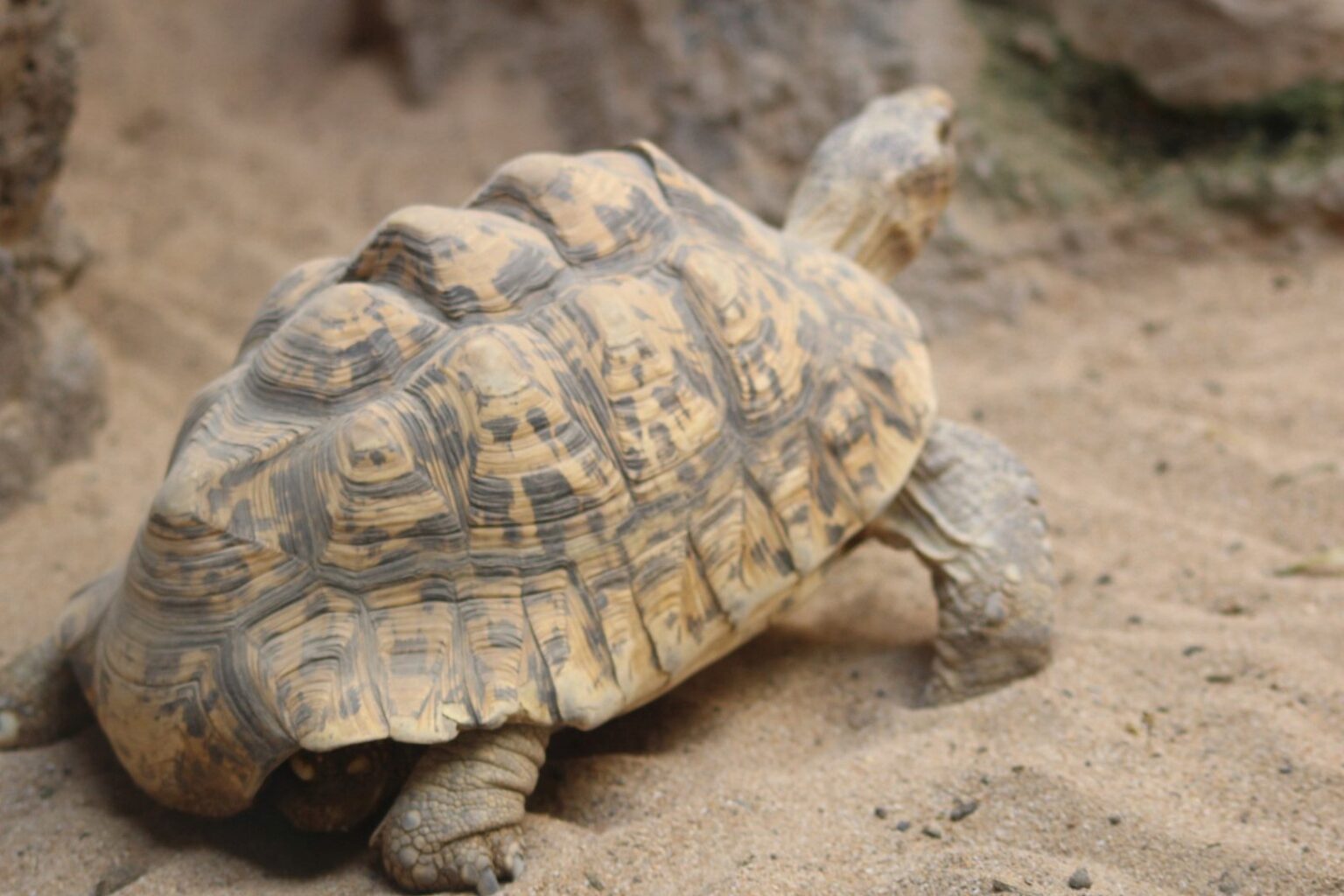 Spur-thighed tortoise - Palmitos Park